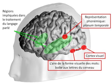 Comment le cerveau apprend il à lire Délice d apprendre