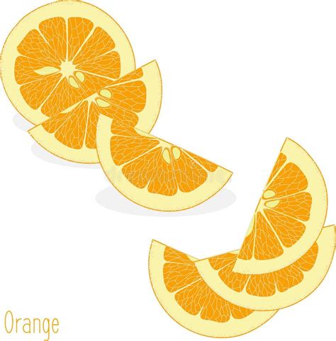 Orange Slices Collection Of Illustrations Stock Illustration