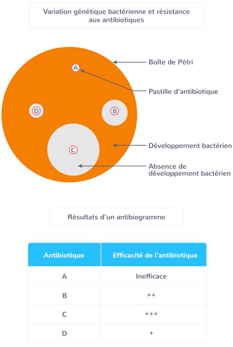 Variation génétique bactérienne et résistance aux antibiotiques 1ère