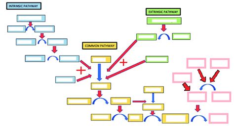 Hemostasis Acvp Phase I Gen Pat Diagram Quizlet