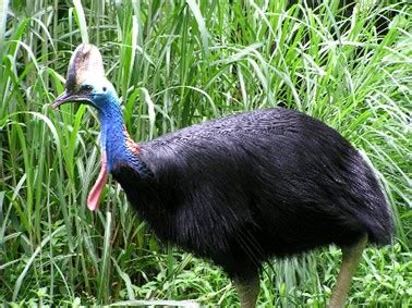 Kasuari Burung Paling Berbahaya Di Dunia Alamendah S Blog