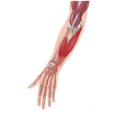 Flexor Digitorum Superficialis Anatomy Origin Insertion Action The