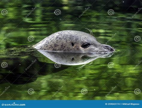 Common Seal In The Pond 3 Stock Photo Image Of Streamline 259043174