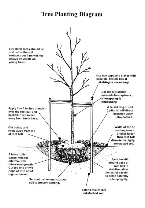 Tree Planting Diagram