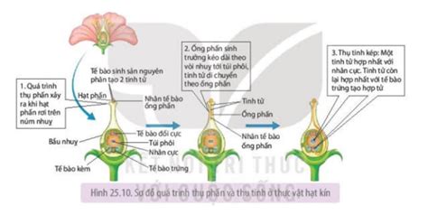 Thụ Tinh Kép Ở Thực Vật Có Hoa Là Gì Khám Phá Chi Tiết Quá Trình Sinh