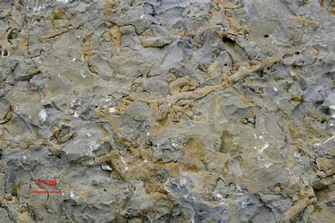Traces De Dinosaures Loulle
