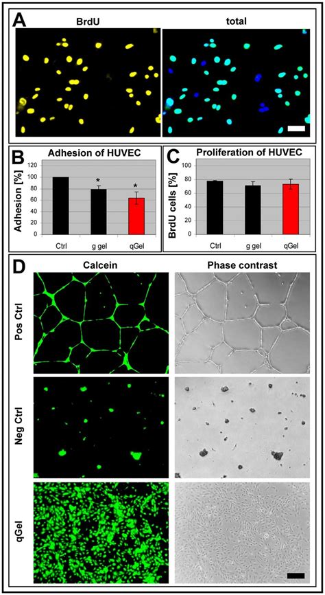 Endothelial Differentiation A C Human Umbilical Vascular Endothelial