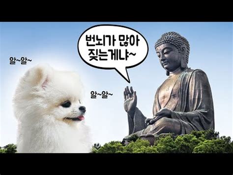 시트콤 대신 멍트콤 소원을 말해봐 40화포메라니안 입양 브이로그Tell me your wish YouTube