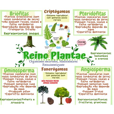 Arriba Imagen Mapa Mental Del Reino Plantae Abzlocal Mx