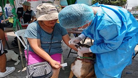 Más de 150 canes fueron vacunados contra la rabia en feria Entre Patas