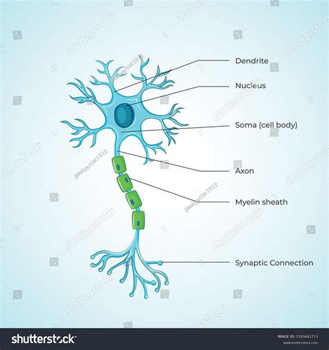 Hand Drawn Neuron Anatomy Diagram Composition Stock Vector Royalty