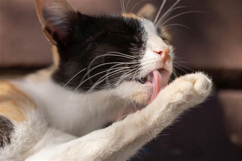Por qué mi gato lame tanto Patas en Casa