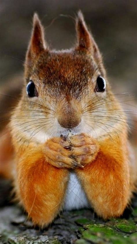 50 Cute Squirrel Wallpapers WallpaperSafari