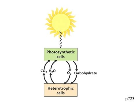 PPT Similarities Between Photophosphorylation And Oxidative