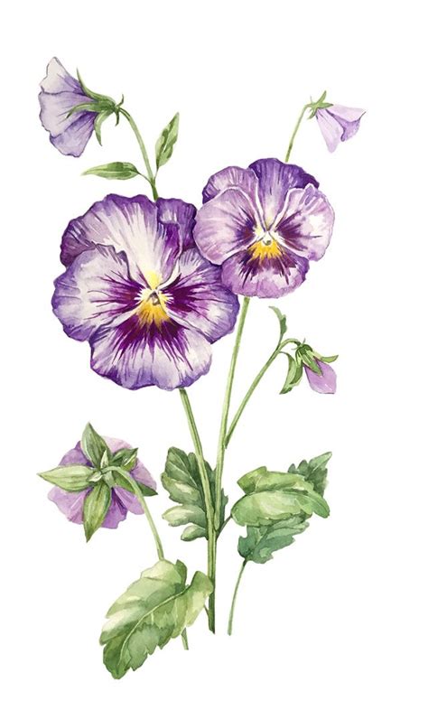 Pin by Tülin Uncu on Süsen in 2024 Watercolor flower art Flower