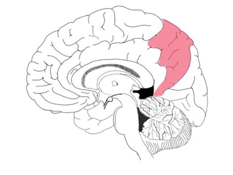 Brain Regions Flashcards Quizlet