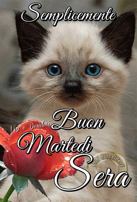 Buon Martedì Sera le migliori immagini e gratis Bgiorno it