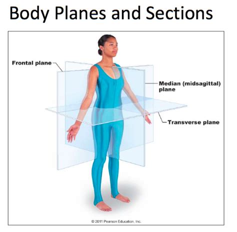 Body Planes And Sections Diagram Quizlet