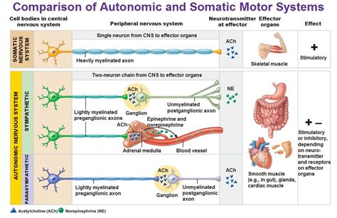 Diagram Compare Somatic Motor And Autonomic Nervous Systems