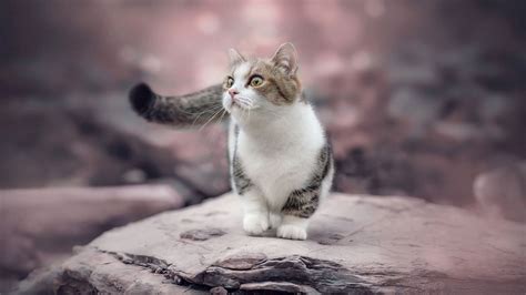 Computer Cat Hd Wallpapers Wallpaper Cave