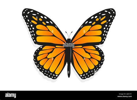 Monarch Butterfly Migration Im Genes Vectoriales De Stock Alamy
