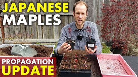Growing Japanese Maple Trees From Seed Cuttings Grafting Spring
