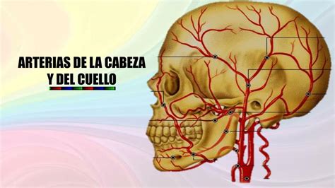 Arterias De La Cabeza Y Del Cuello ALENDER UDocz