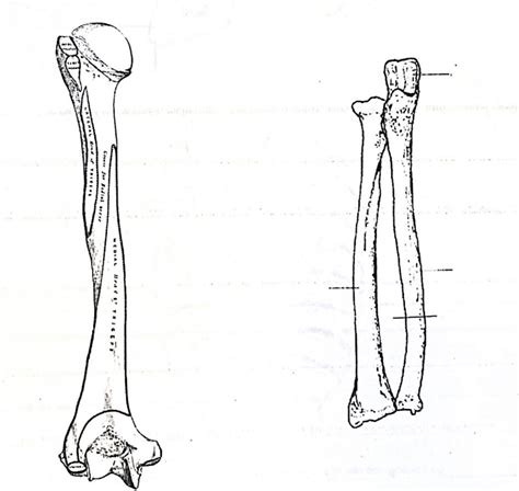 A P Humerus Radius Ulna Diagram Diagram Quizlet