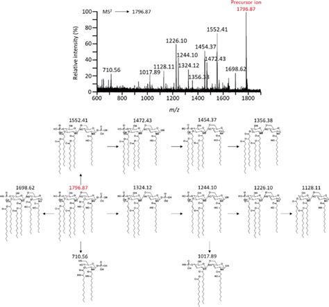 Negative Ion MALDI QIT TOF MS 2 Spectrum Of Parent Peak At M Z 1796 87