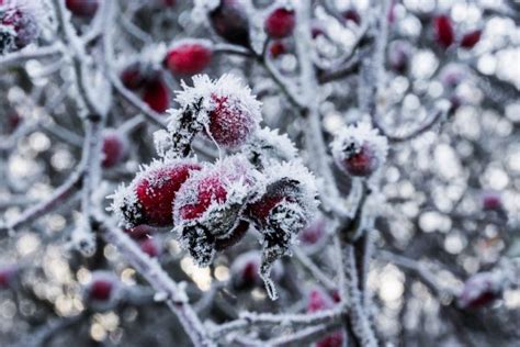 Kostenlose Foto Baum Natur Ast Schnee Kalt Winter Nebel