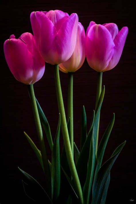 Pretty Pink Tulips In A Vase
