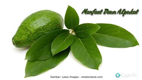 10 Manfaat Daun Alpukat Untuk Kesehatan