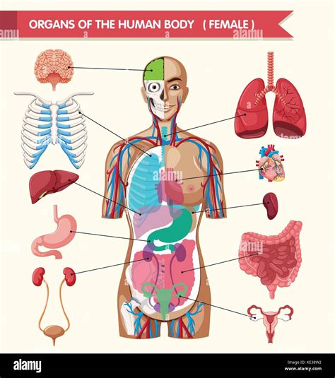 Órganos del cuerpo humano dibujo ilustración Imagen Vector de stock Alamy