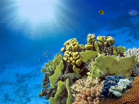Fondo Submarino De Arrecifes De Coral Imagen De Archivo Imagen De