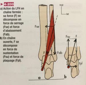 Le long fléchisseur de l hallux LFH un muscle important pour la