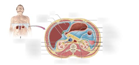 Transverse Section Of Abdomen And Kidney Diagram Diagram Quizlet