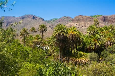 Paisagem de palmeiras no meio da natureza gran canaria island férias