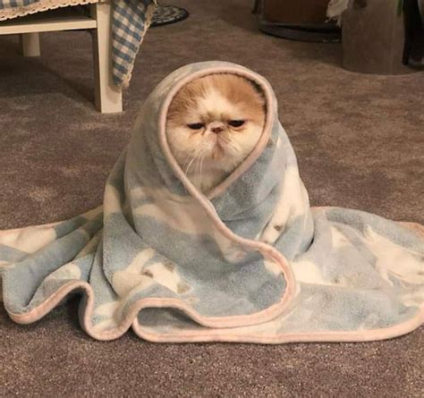 Ảnh Mèo Bựa Buồn Cười Hài Hước Nhất Làm Meme Avatar mới nhất 2023