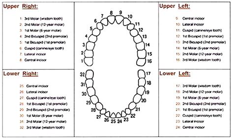 Dental Tooth Numbering Chart