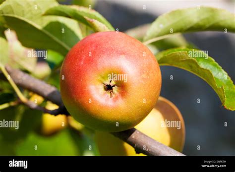 Red Apple Growing On Tree Stock Photo Alamy