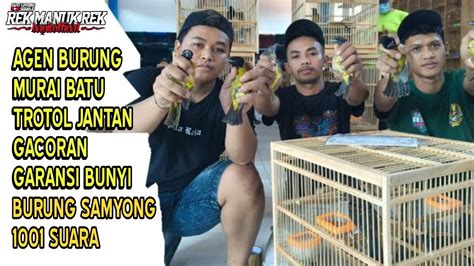 Agen Burung Murai Batu Trotol Jantan Dan Gacoran Garansi Bunyi Dan