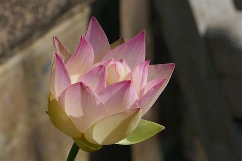 Sacred Lotus Nelumbo Nucifera Phginlon Flickr