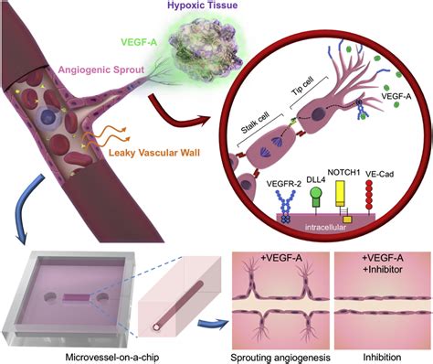 A Vascular Endothelial Growth Factor Dependent Sprouting Angiogenesis