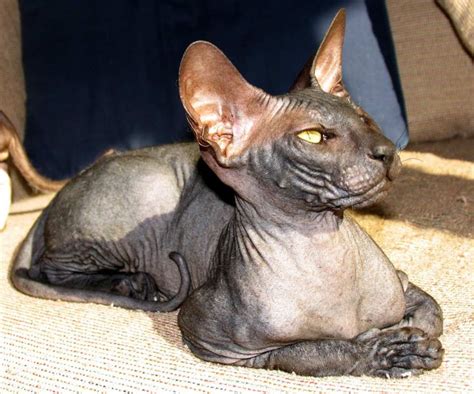 A Hairless Cat Sitting On Top Of A Couch