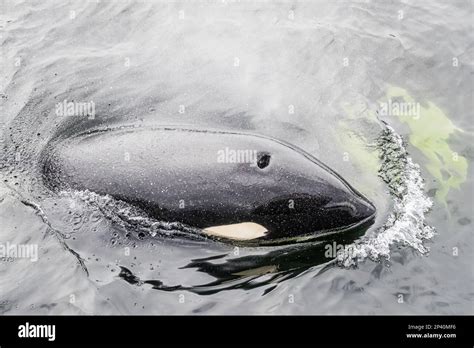 An Adult Female Killer Whale Orcinus Orca Surfacing In Behm Canal