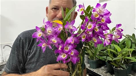 Como cultivar olho de boneca orquídea linda YouTube