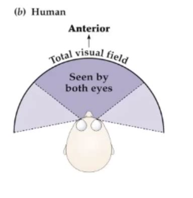 Psy Exam Flashcards Quizlet