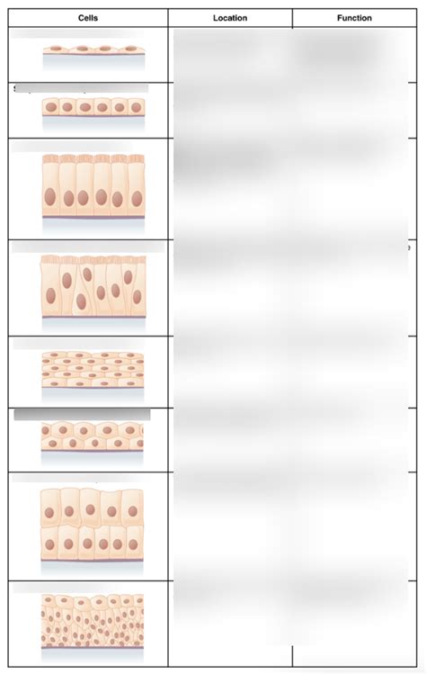 Classification Of Epithelial Tissues Diagram Quizlet