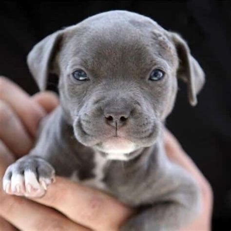 Nombres Para Perros Pitbull Con Potentes Significados