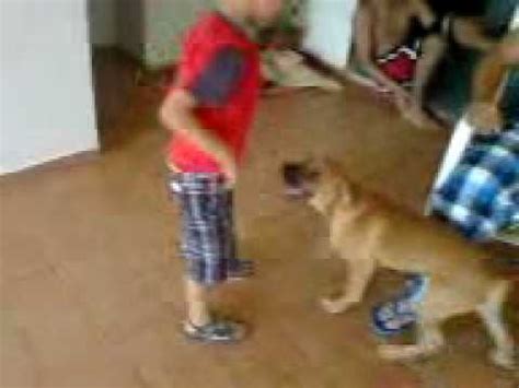 Perro Ataca Ni O Hasta Deborarlo Youtube